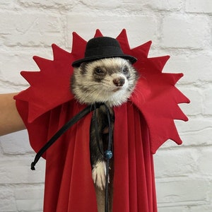 Count Dracula's Cape Halloween Vampire Cape Halloween Ferret. Suit for ...