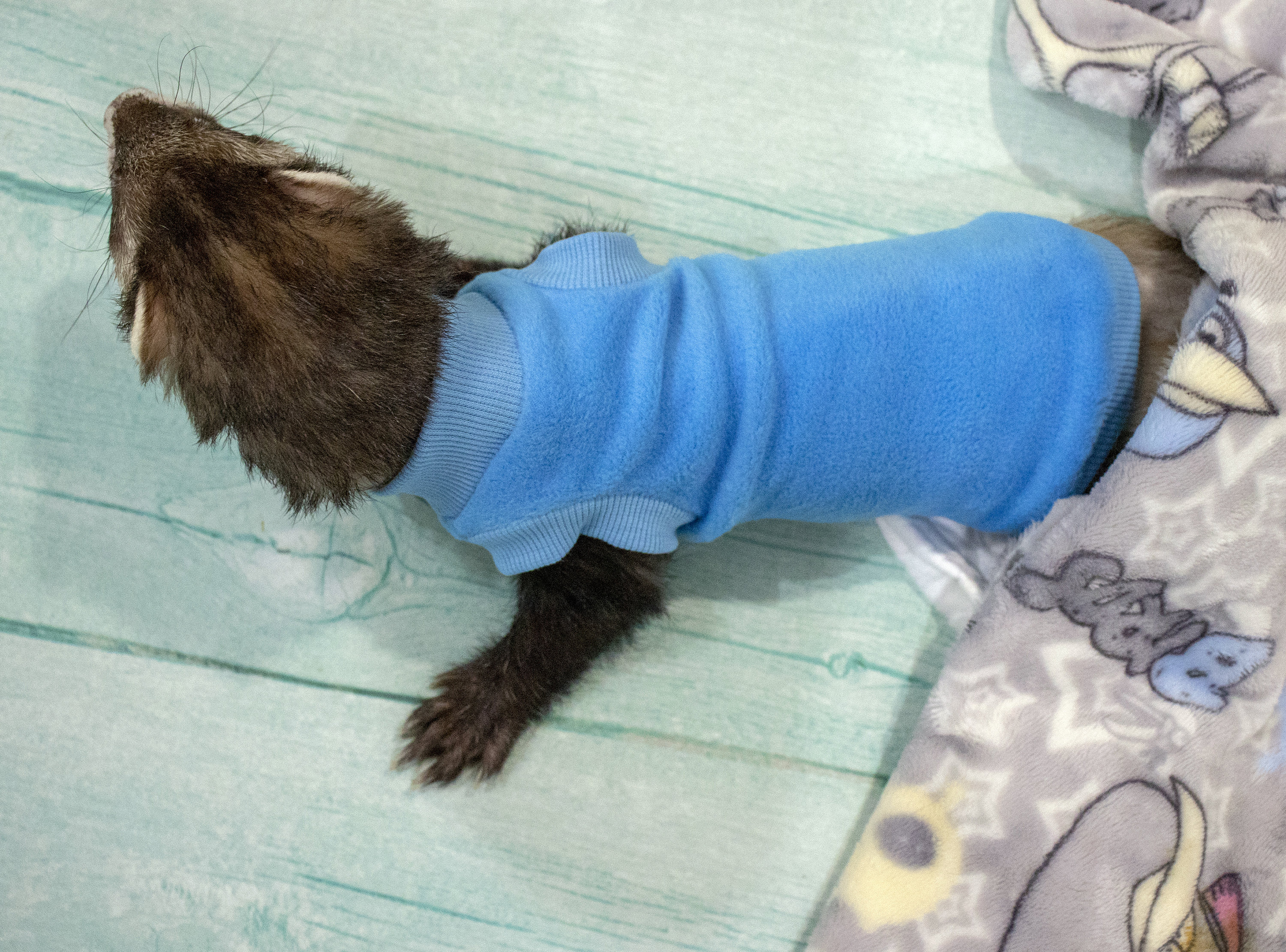 Warm Ferret Sweater: Soft Knit Clothes for Small Pets - Etsy