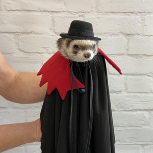 Count Dracula's Cape Halloween Vampire Cape Halloween Ferret. Suit for ...