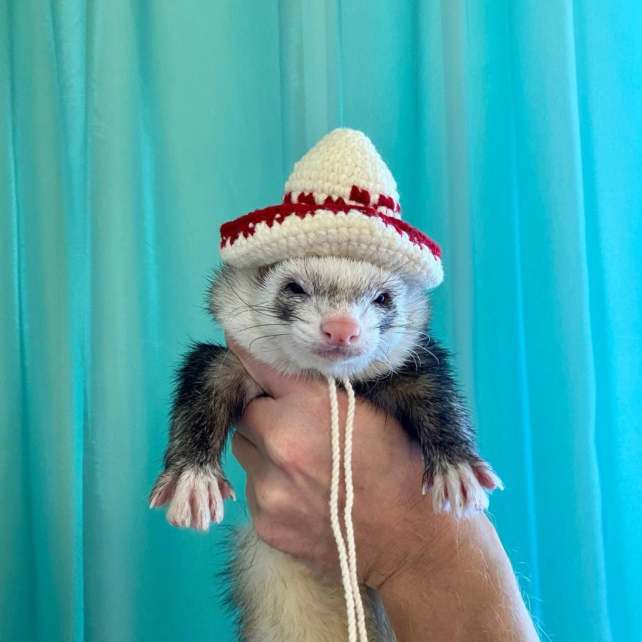 Ferrets Wearing Hats
