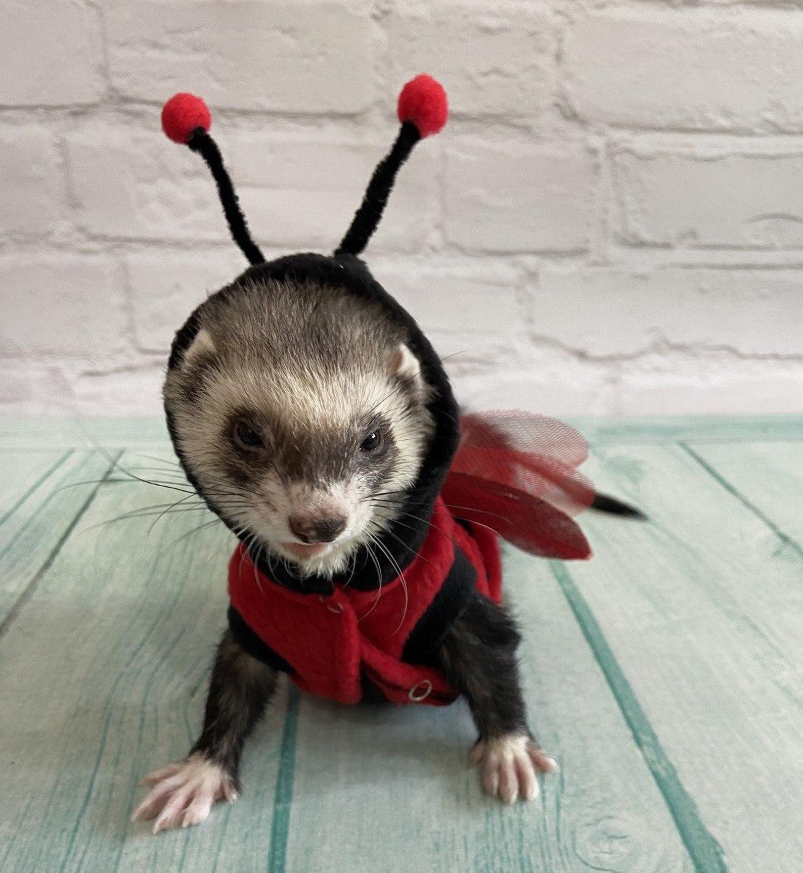 Ladybug Halloween Costume for Ferrets Clothes Funny Party Accessory for ...
