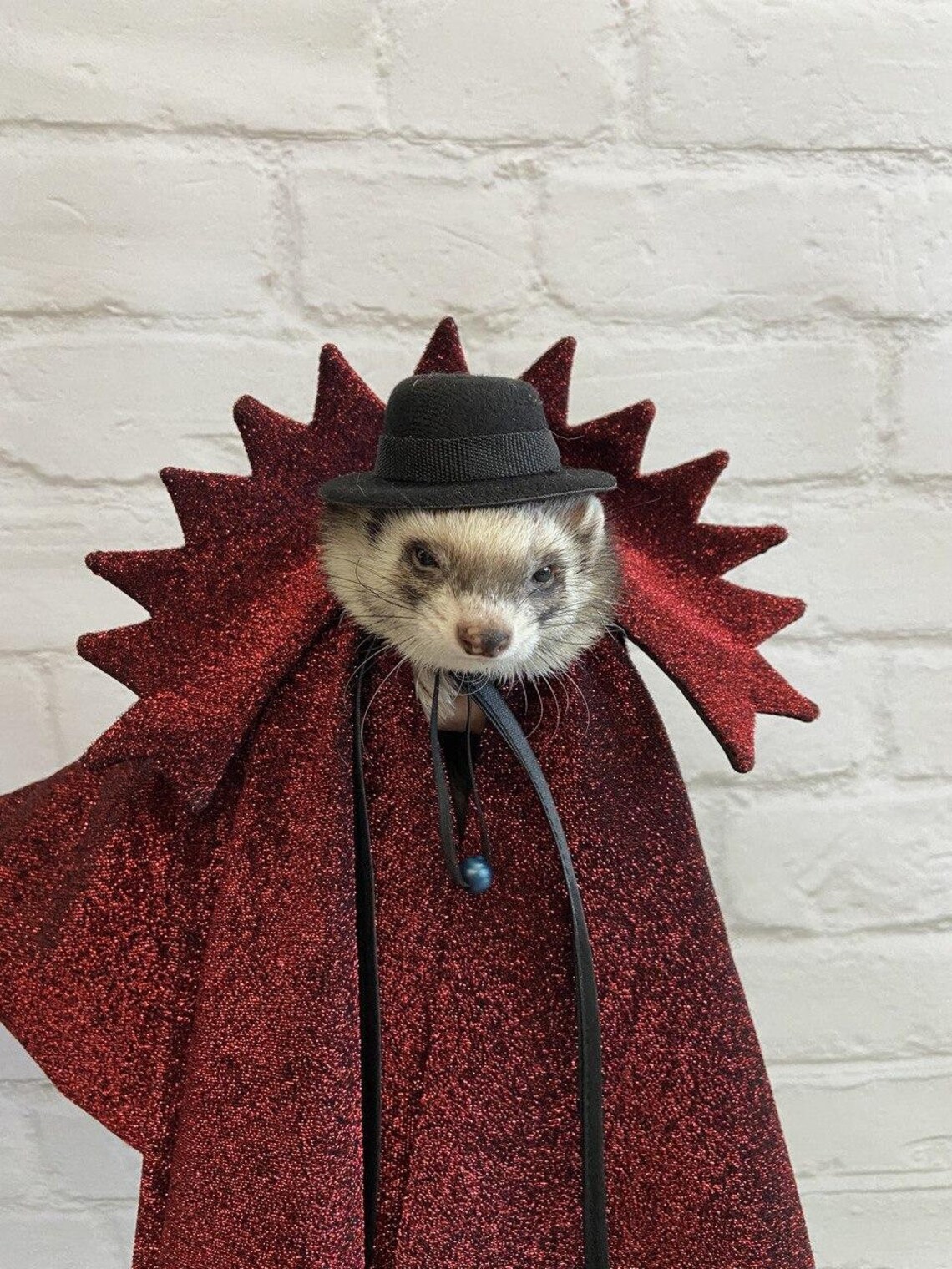 Dracula Ferret Costume: Halloween Vampire Cape With Hat - Etsy