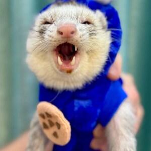 Ferret Costume, Cookie Monster Costume, Cute Cookie Ferret Costume ...