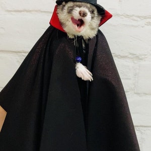 Count Dracula's Cape. Halloween Vampire Cape. Scary Halloween Ferret ...