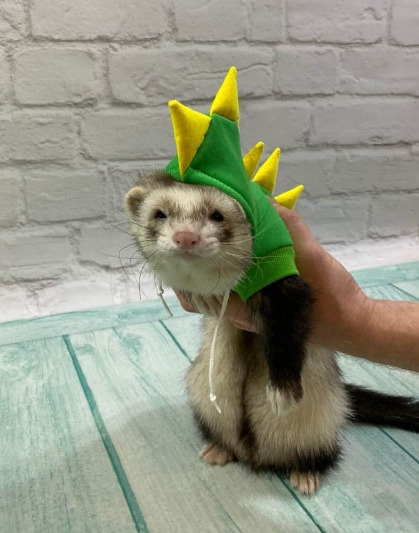 Dragon Costume for Ferret. Ferret Costume Ferret Clothing - Etsy