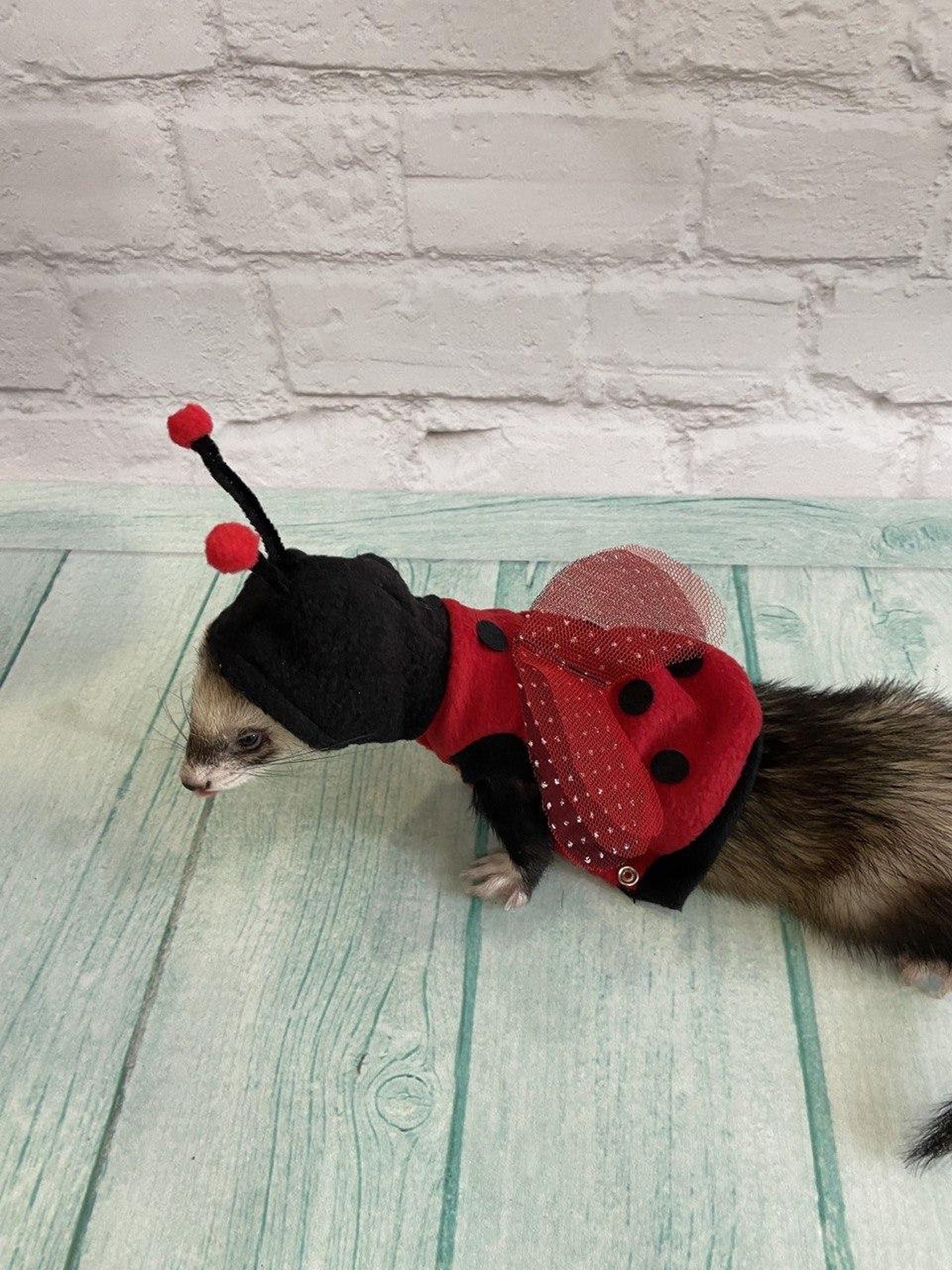 Ladybug Halloween Costume for Ferrets Clothes Funny Party | Etsy