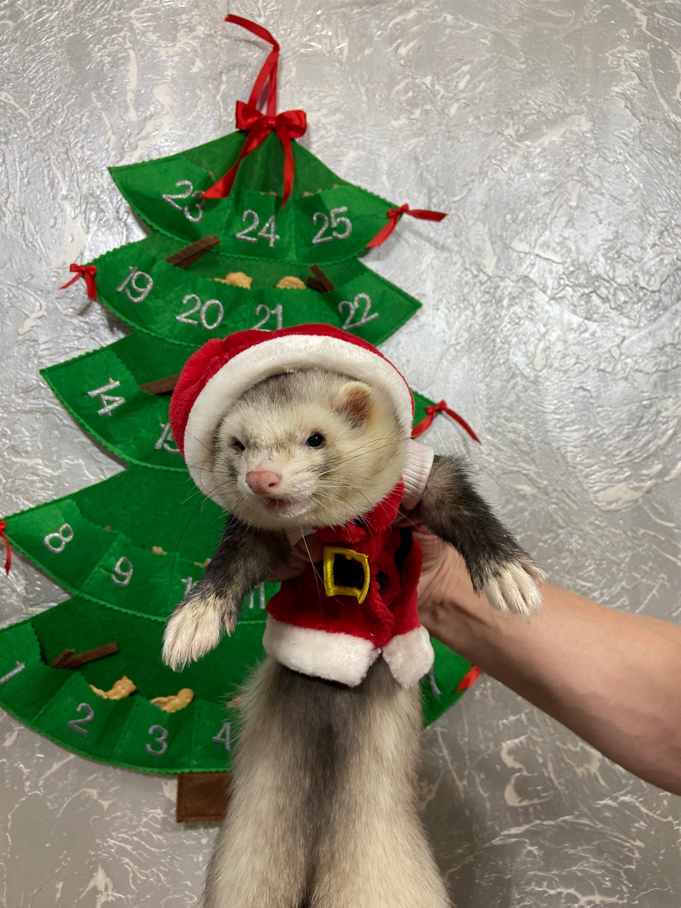 Christmas for Ferretcute Ferretgift for Ferret - Etsy UK