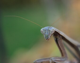 Praying Mantis - Etsy