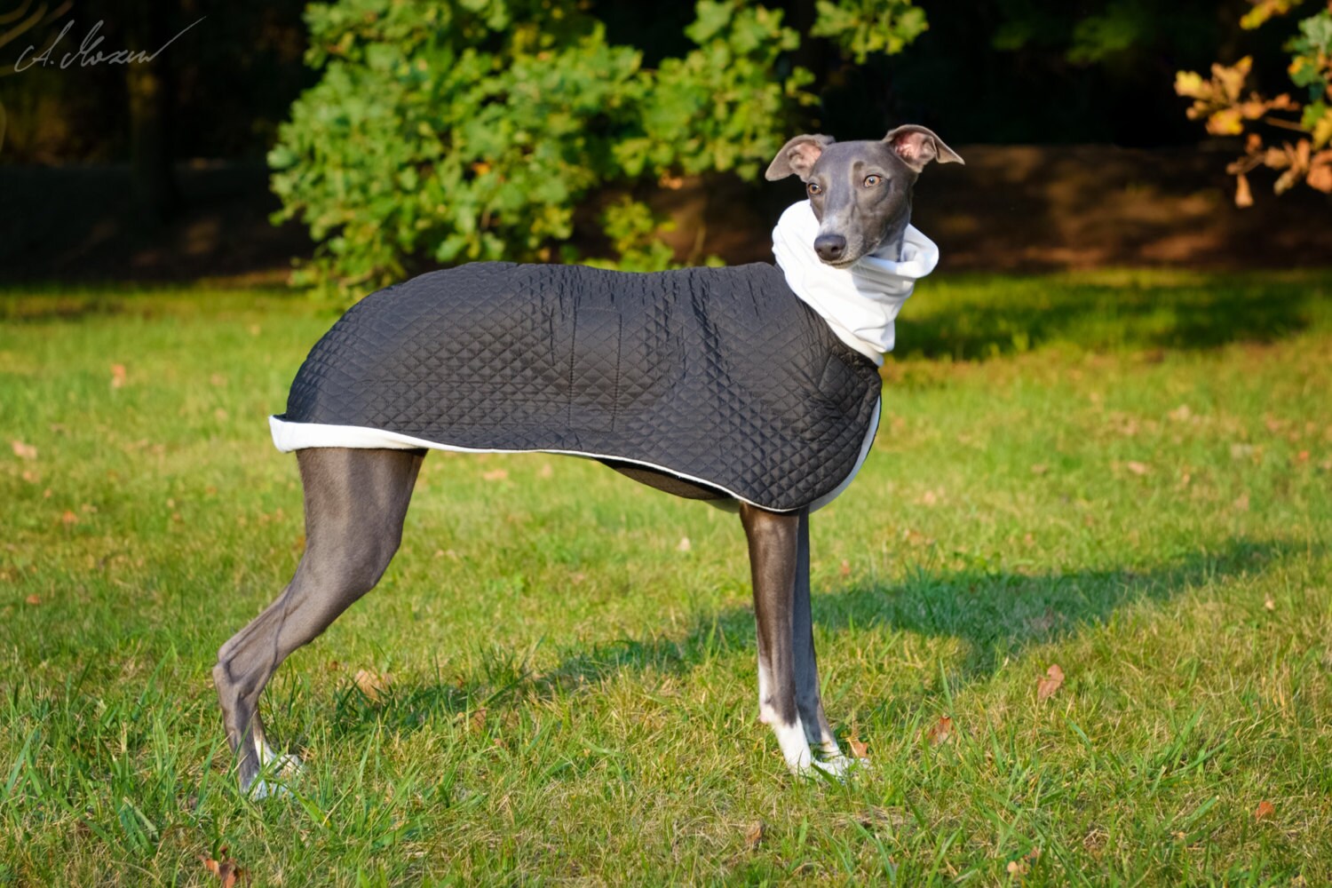 Quilted Whippet Coat - Black&white - Etsy