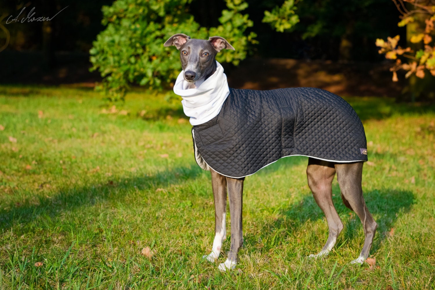 Quilted Whippet Coat - Black&white - Etsy