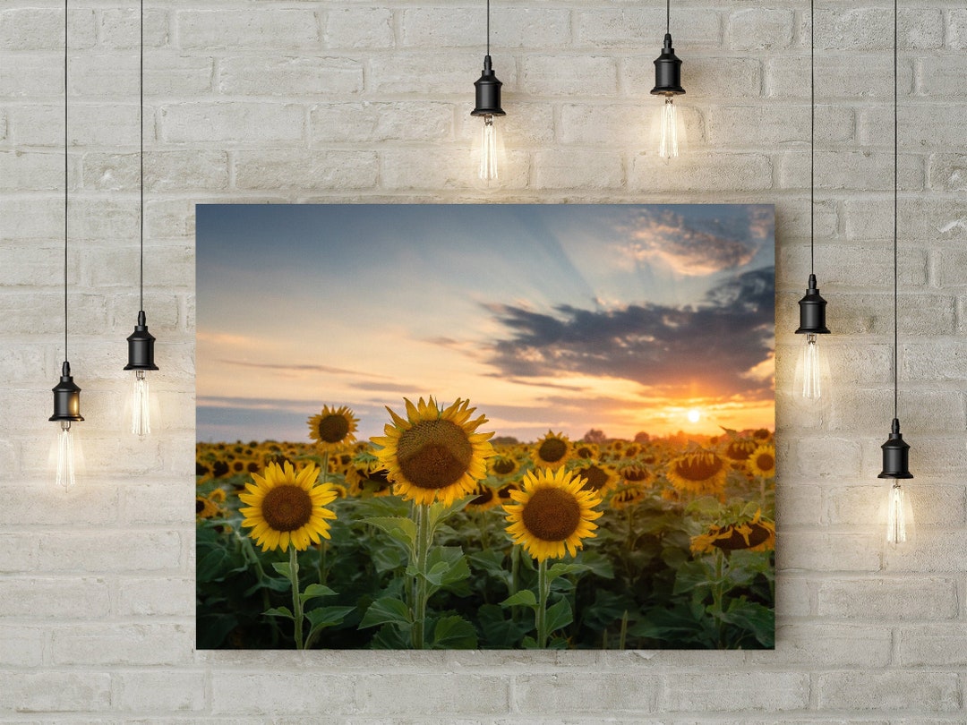 Sunflower Photography, Sunflower Poster, Sunflower Landscape, Sunflower ...
