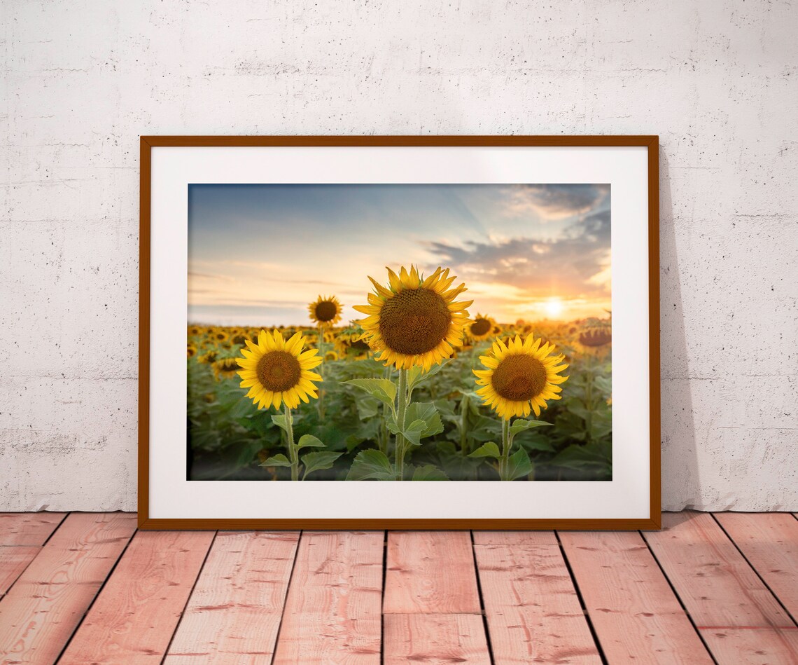 Sunflower Poster Sunflower Photography Kitchen Decor - Etsy