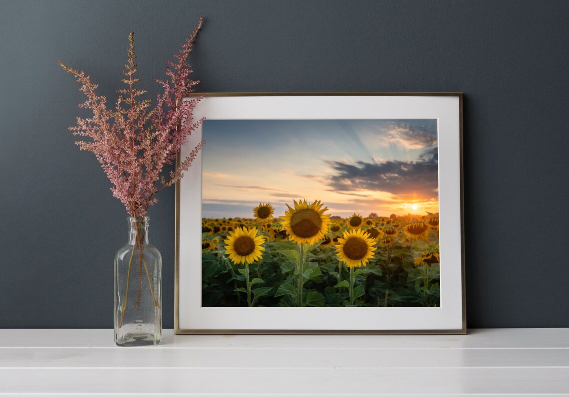 Sunflower Photography, Sunflower Poster, Sunflower Landscape, Sunflower ...