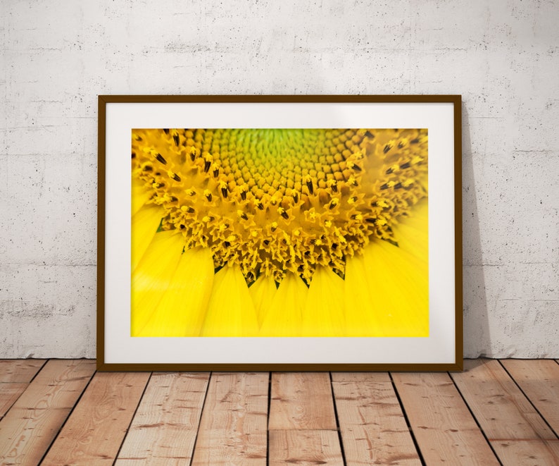 Sunflower Photography Sunflower Poster Sunflower Close-up - Etsy