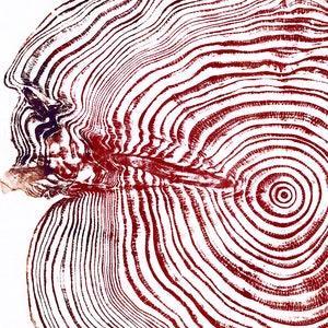 Western Red Cedar Autumnal - Tree Ring Print From Wytham Woods - Etsy