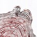 Western Red Cedar Autumnal - Tree Ring Print From Wytham Woods - Etsy