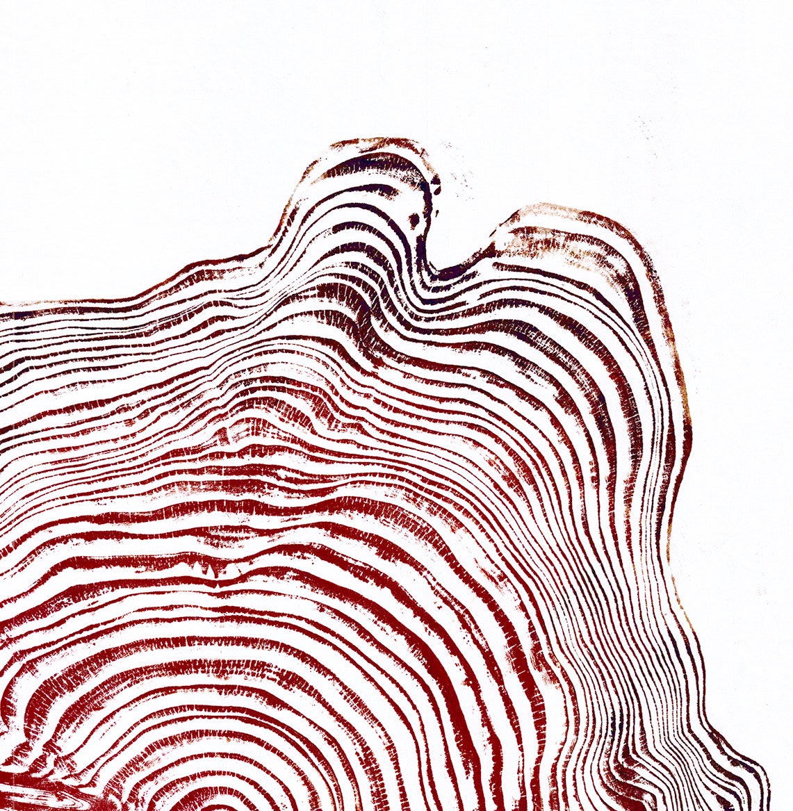 Western Red Cedar Autumnal Tree Ring Print From Wytham Woods - Etsy