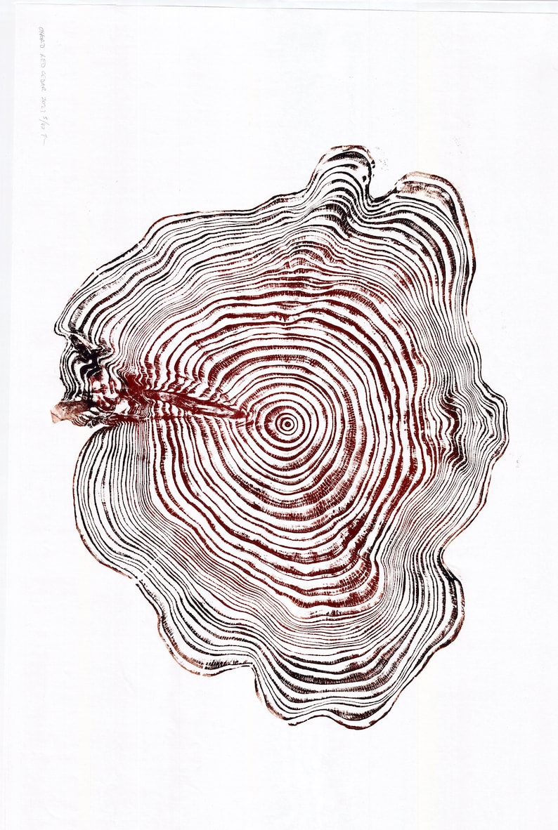 Western Red Cedar Autumnal Tree Ring Print From Wytham Woods - Etsy