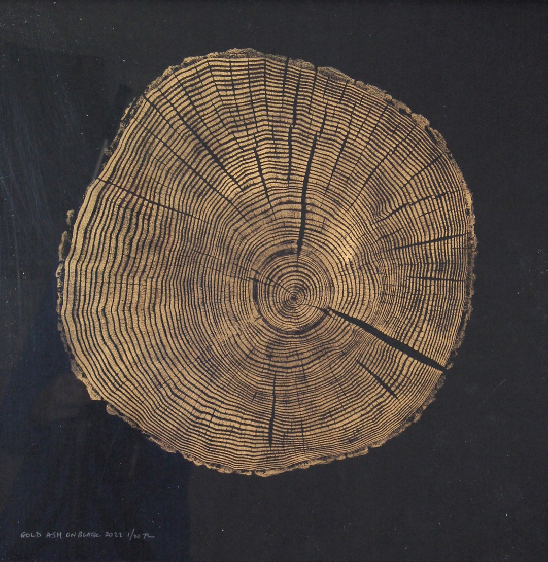 GOLD Ash - Contemporary Handmade Tree Ring Art Print 50x50cm on Black ...