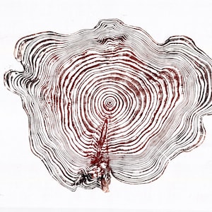Western Red Cedar Autumnal - Tree Ring Print From Wytham Woods - Etsy