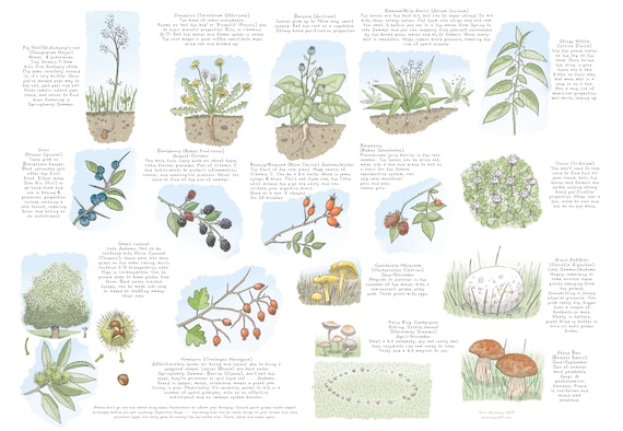 Foraging Guide A3 Sized Art Print 450/320mm Foraging | Etsy