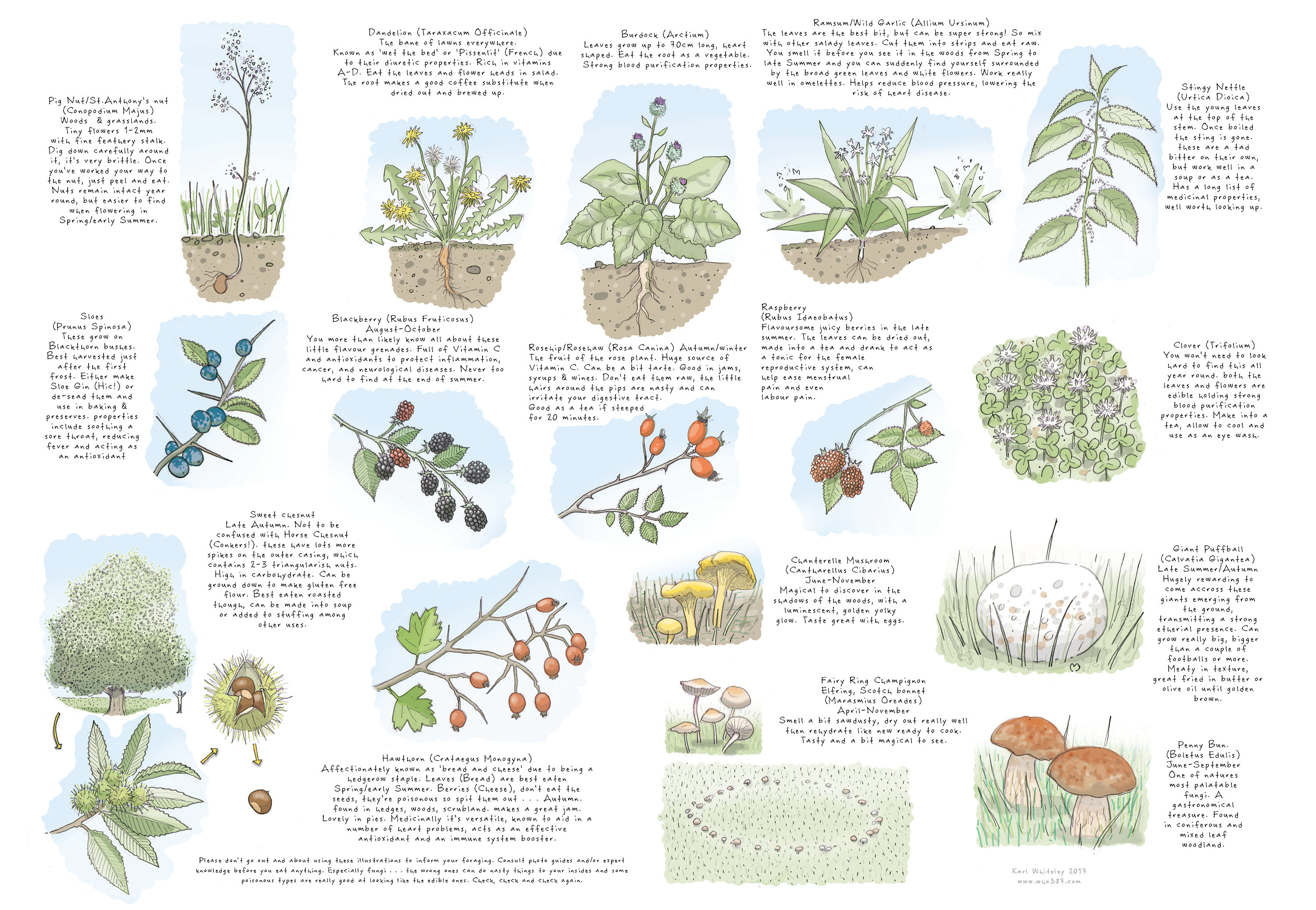 Foraging Guide A3 Sized Art Print (450/320mm) - Foraging Illustration ...