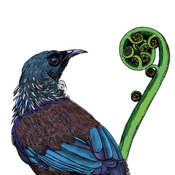 Illustrated New Zealand Tui Blank Card - Etsy