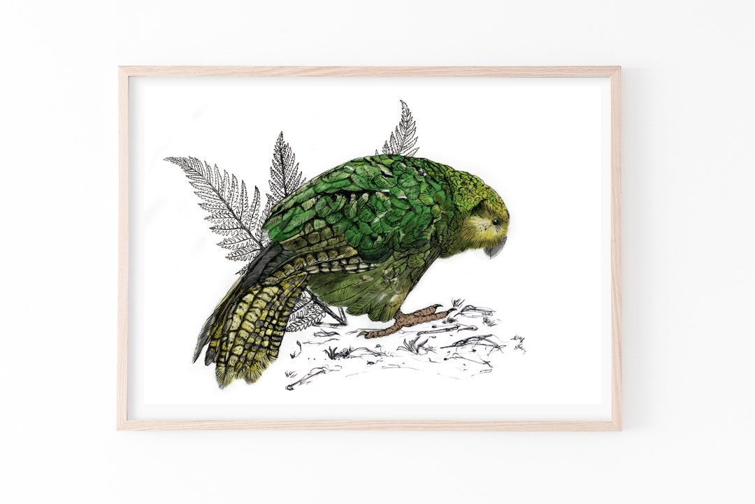 Kakapo Illustrated A4 Print - Etsy