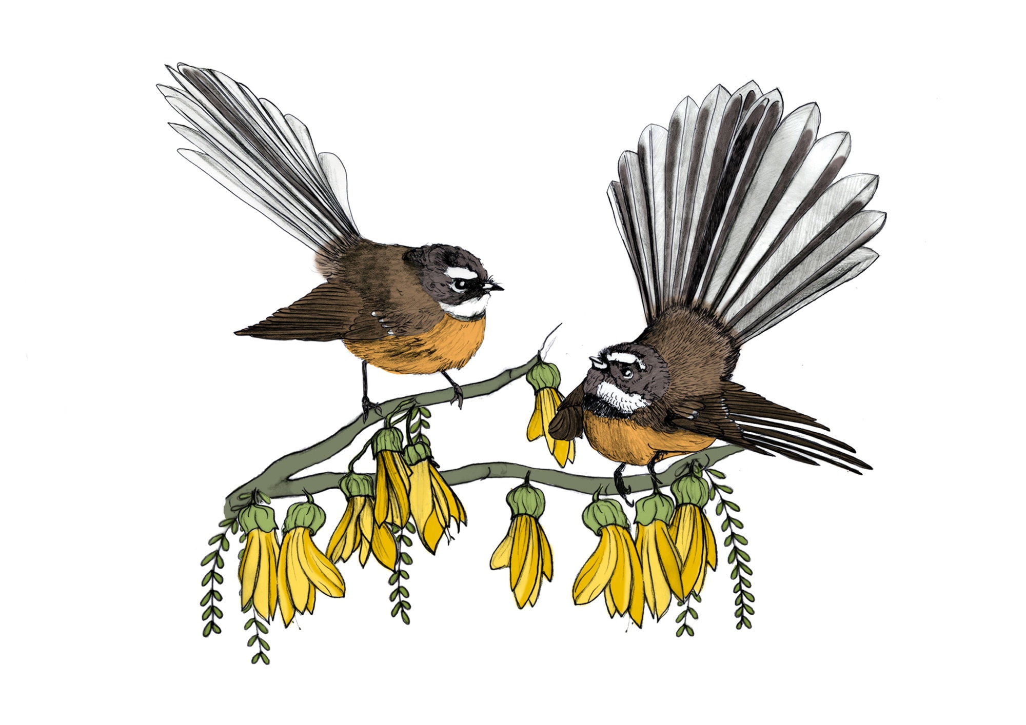 Native New Zealand Piwakawaka fantail and Kowhai Flowers Illustrated A4 ...