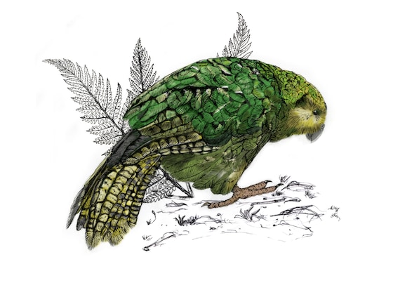 Kakapo Drawing
