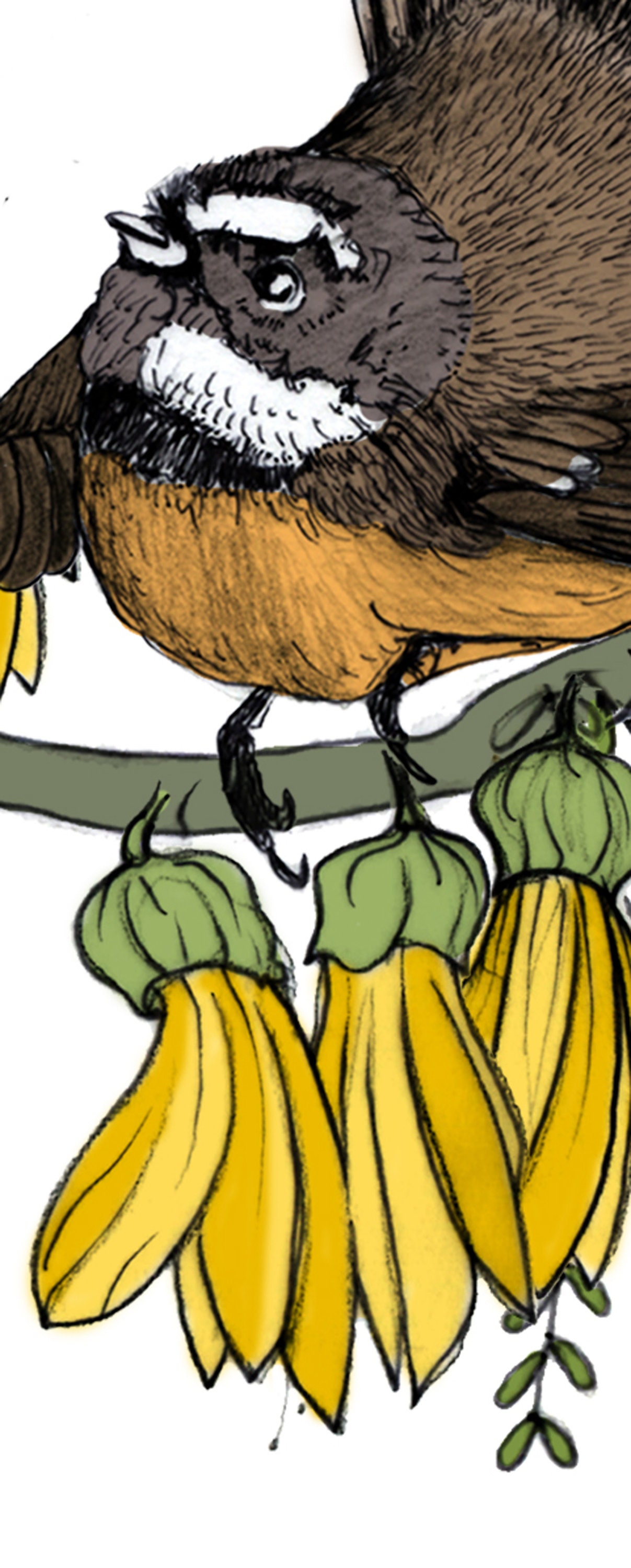 Native New Zealand Piwakawaka (fantail) and Kowhai Flowers Illustrated ...