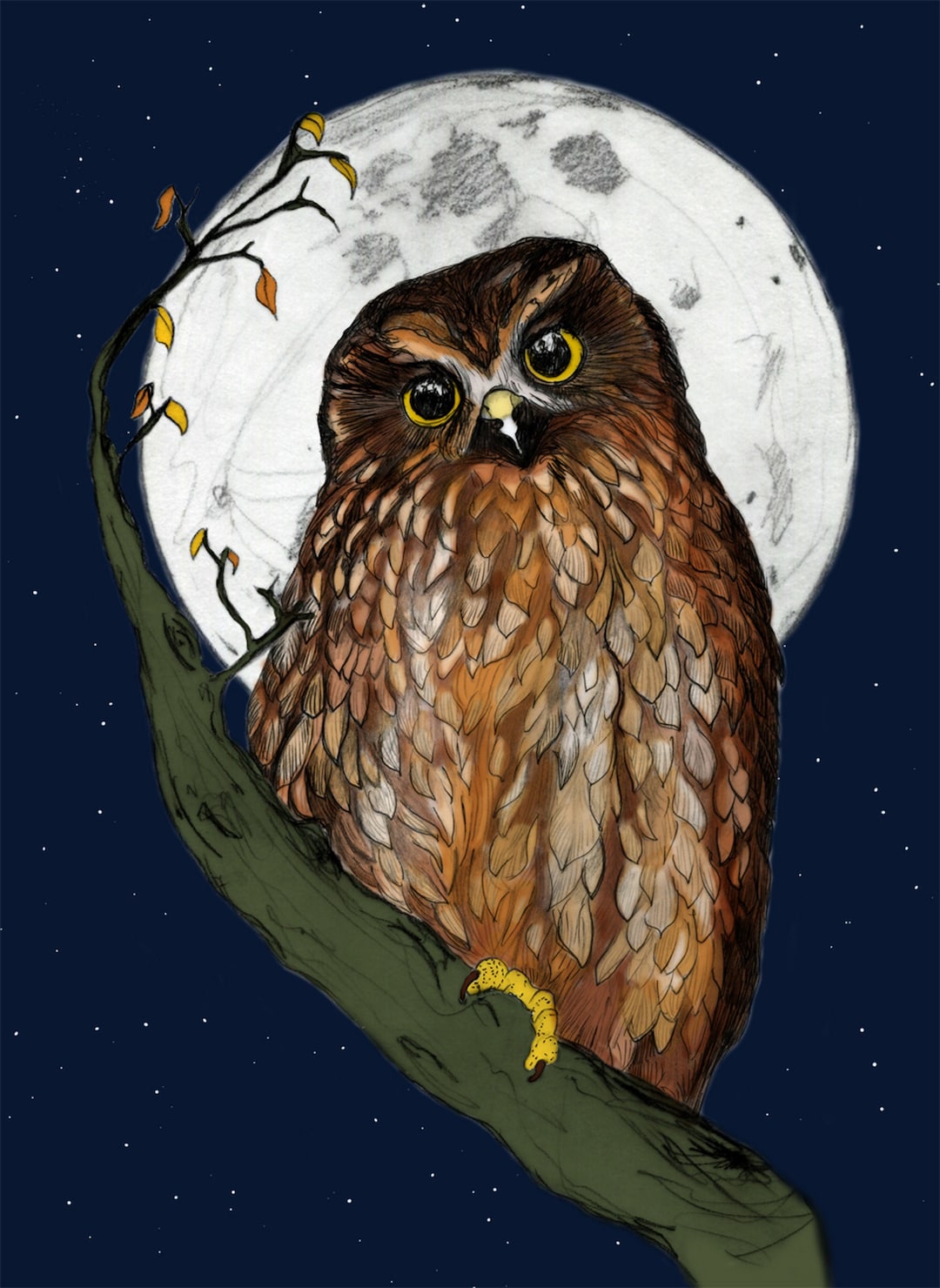 A3 Illustrated New Zealand Ruru Owl morepork Print - Etsy