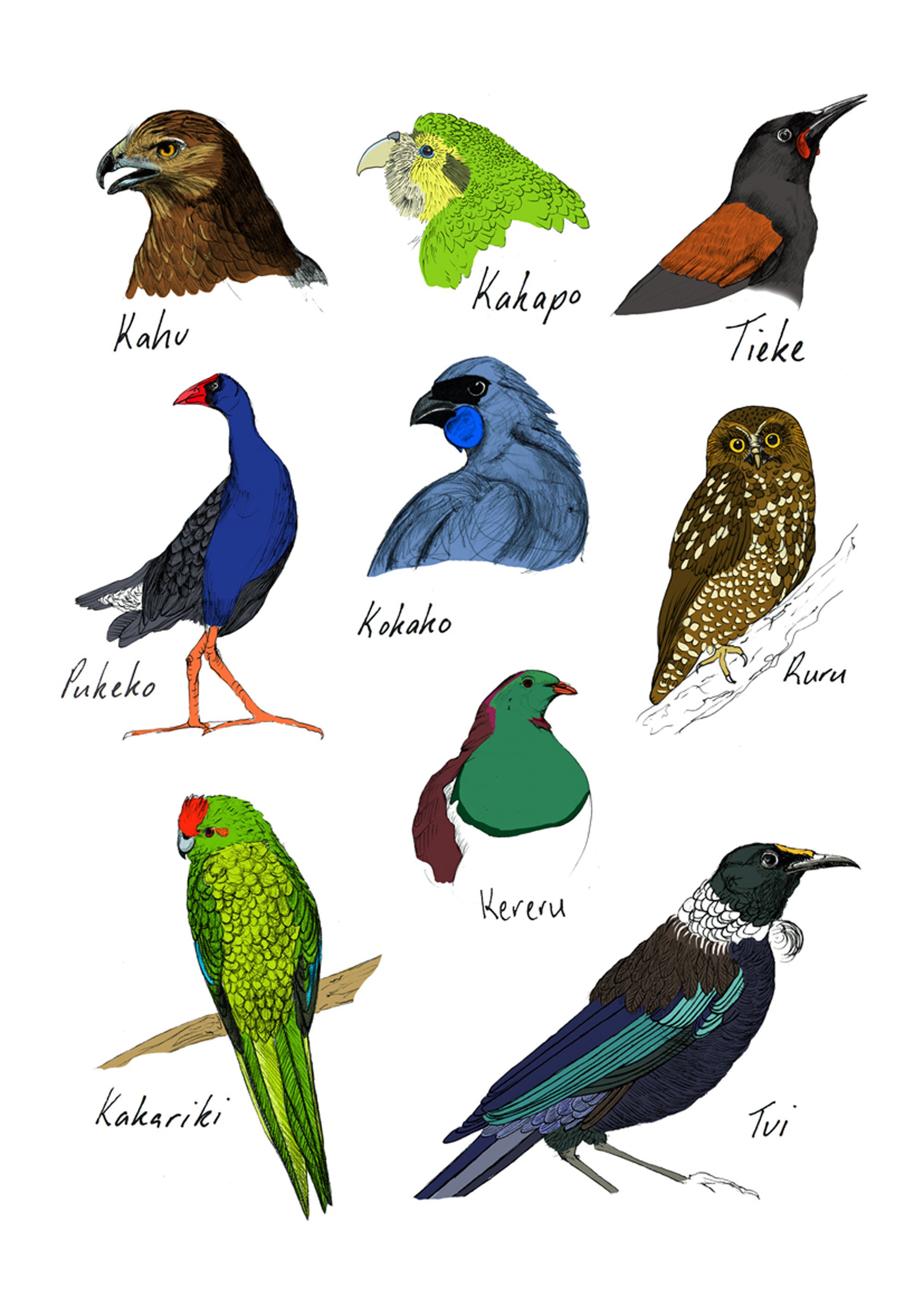 Nz Bird Names