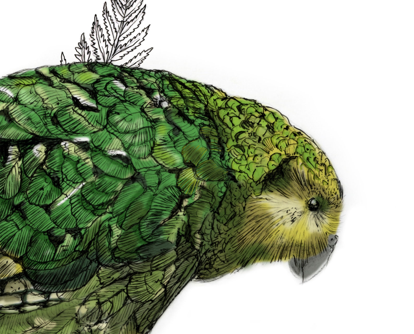 Kakapo Illustrated A4 Print - Etsy