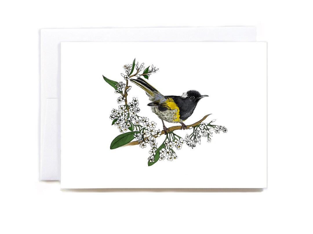NZ Native Hihi (stitchbird) Greeting Card - Etsy