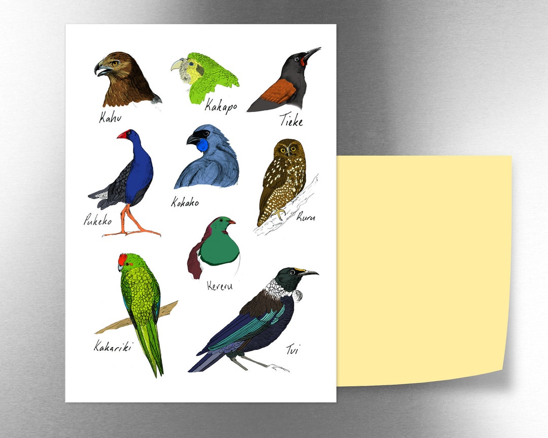 Native New Zealand Birds 2 Illustrated Fridge Magnet - Etsy