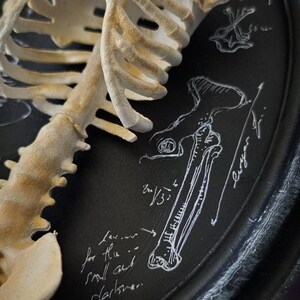 ANATOMY FRAME - Skull Medical Horror Home Decor Halloween Gothyc Decor ...