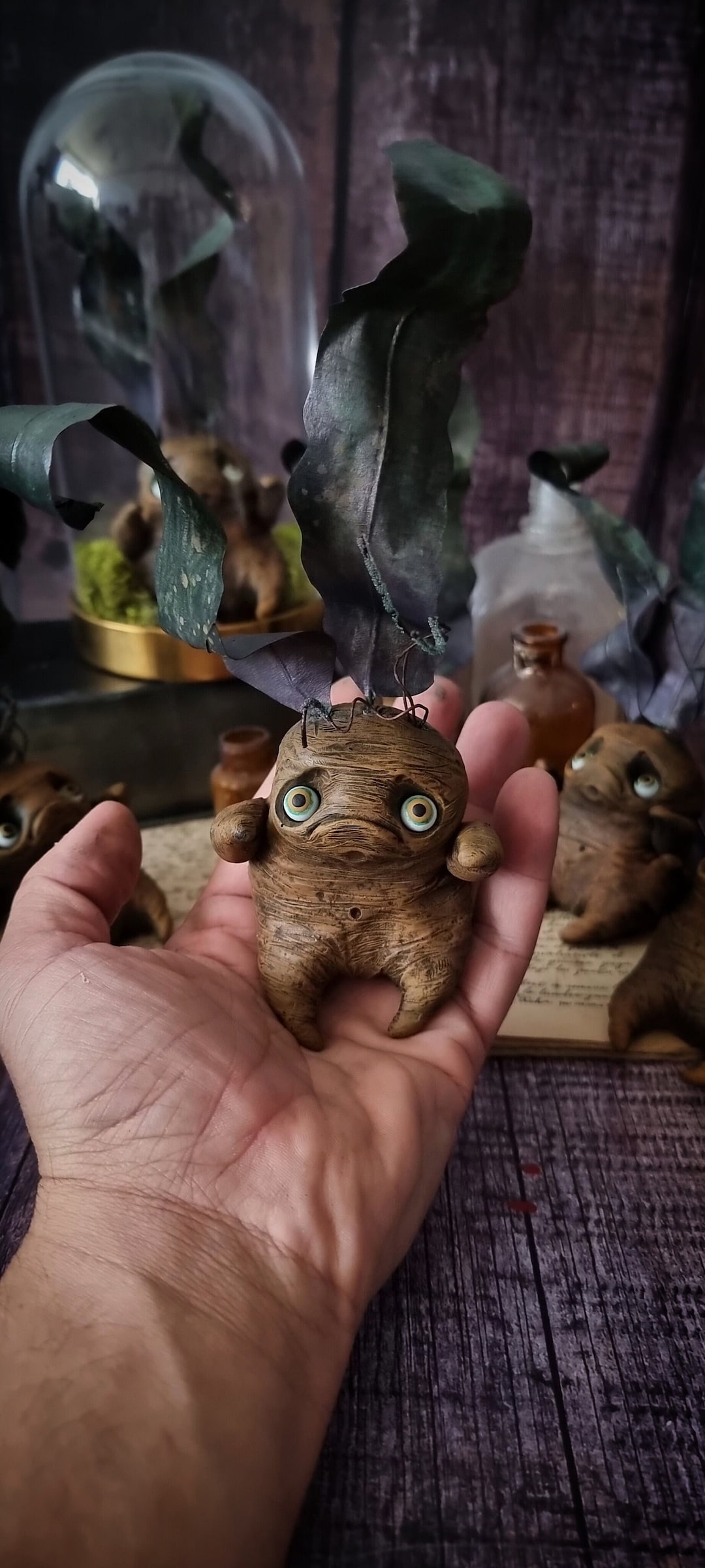 MANDRAKE PLANT- Mandrake Witchy Plants Magic Wonder Fantasy Potions ...