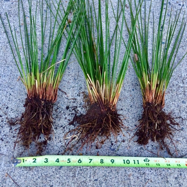8 Common Rush Plants 1ft Tall Juncus Effusus Fast Growing - Etsy UK