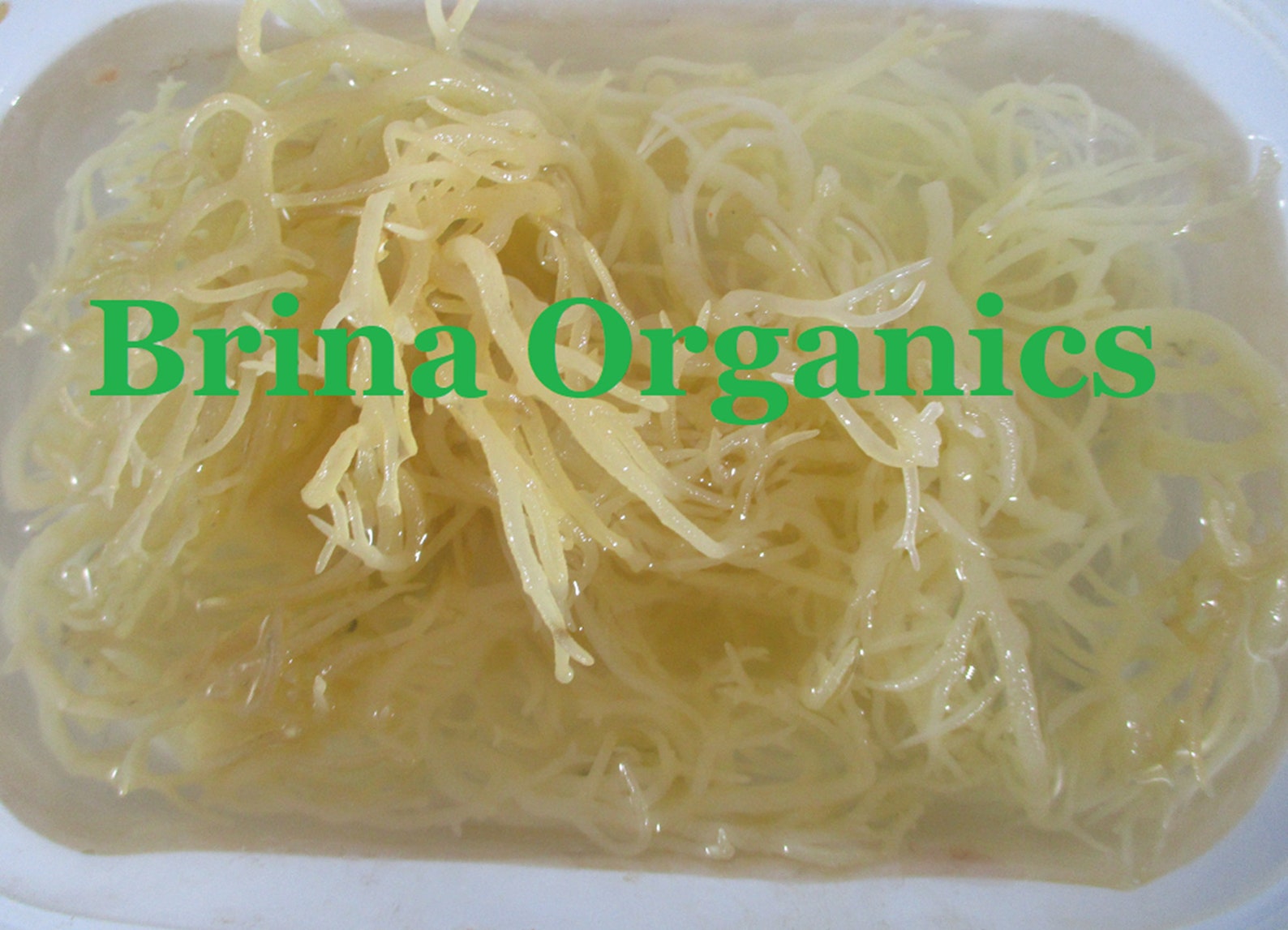 Sea Moss & Rosemary Natural Shampoo 8 Oz. or 16 Oz. Moisturizing ...