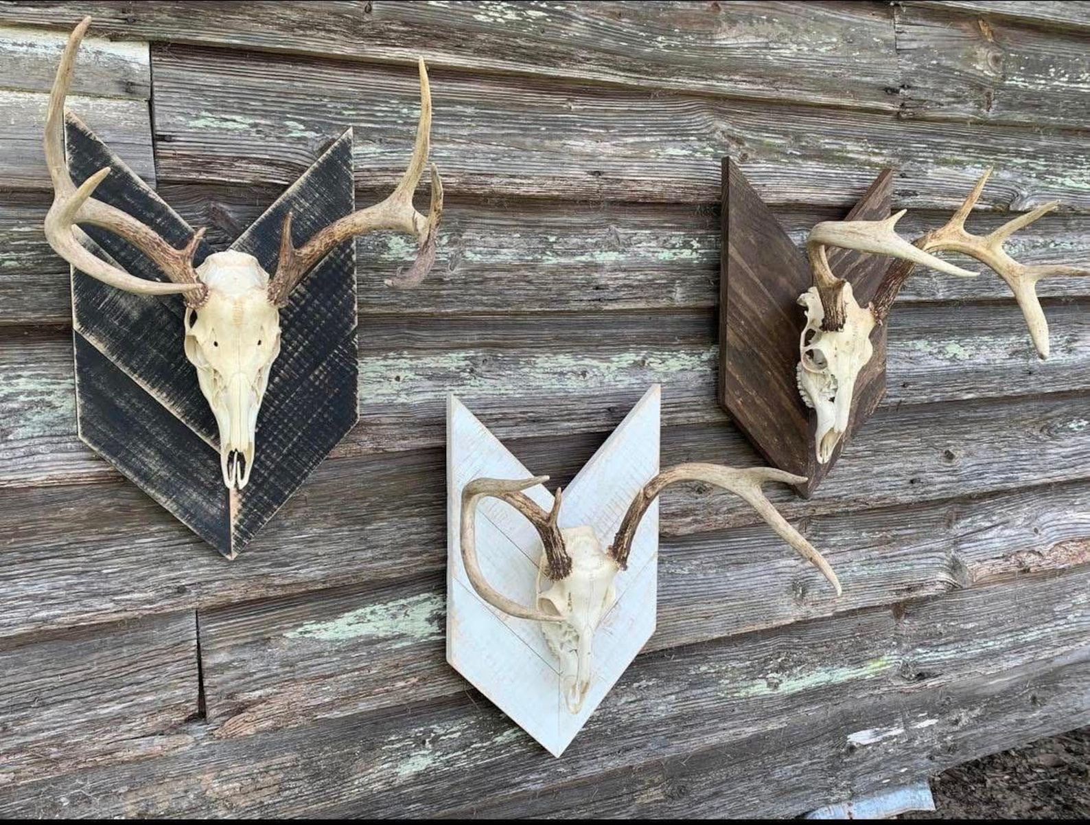 European Skull Mount Plaque for Deer | Rustic Wooden Euro Mount Display ...