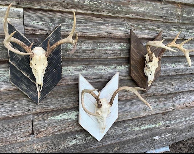 European Skull Mount Plaque for Deer | Rustic Wooden Euro Mount Display ...