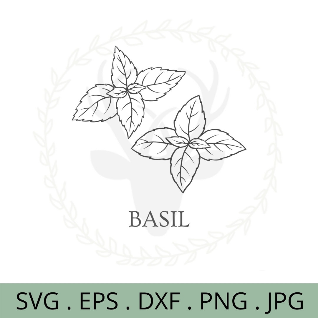 Basil Svg Herb Svg Spring Svg Botanical Svg Farmhouse | Etsy