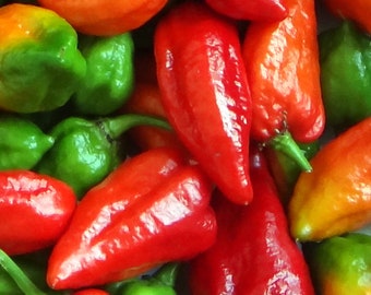 Florida Grove Pepper Seeds Super Hot Florida Firecracker Wild