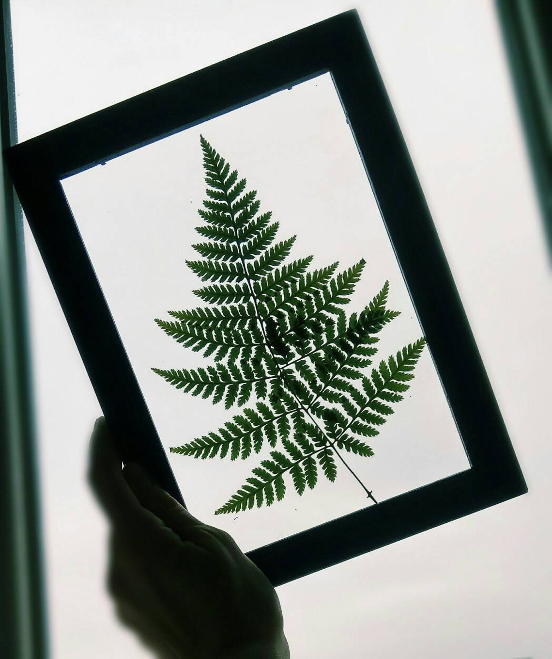 Framed Pressed Fern Glass Botanical Wall Hanging Dried Heather - Etsy