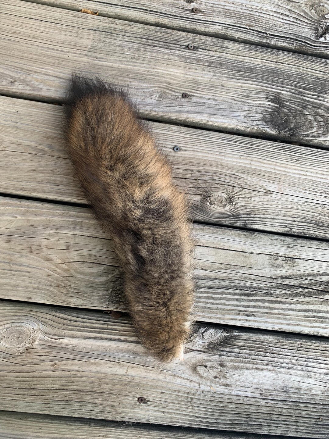Coyote Tail - Etsy