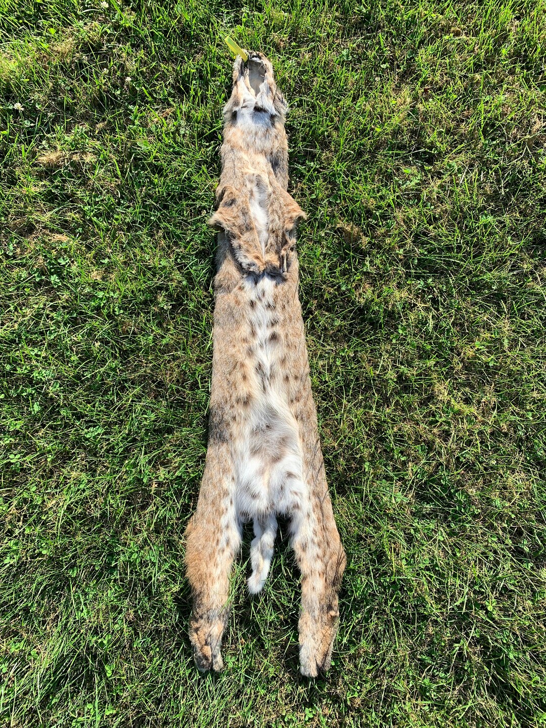 Bobcat Craft Grade TXB0079373 - Etsy