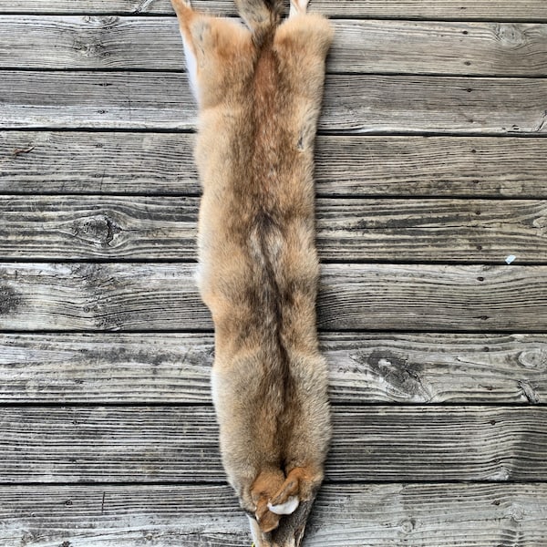 Coyote Pelt - Etsy