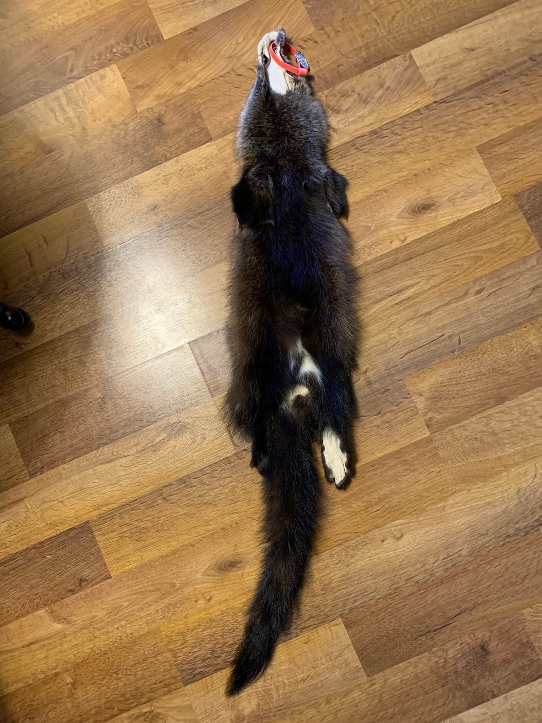 Fisher Cat FCNY23-04 - Etsy