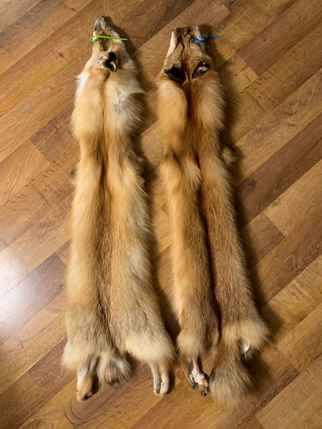 Pair of Red Fox Without Out Tails - Etsy